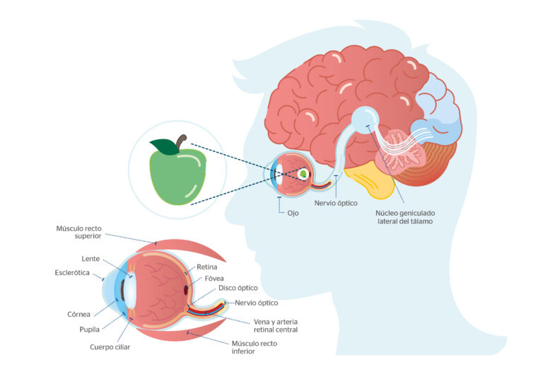 Neuritis óptica retrobulbar: causa y tratamiento | Blog de Baviera