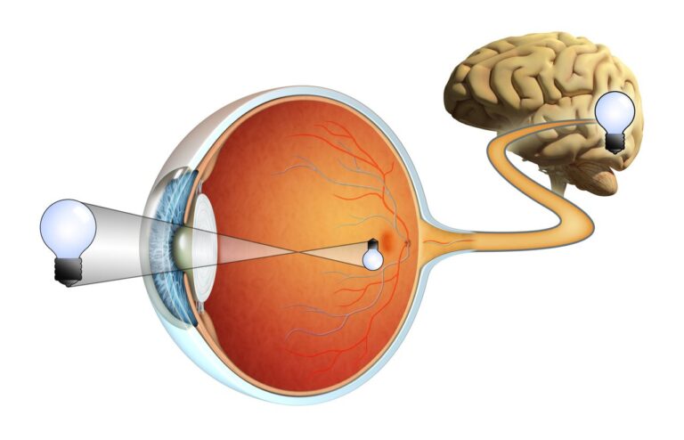 ¿Cómo se produce la visión? - Proceso vista | Blog de Clínica Baviera
