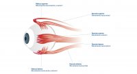 ¿Cuáles son los músculos del ojo? | Clínica Baviera